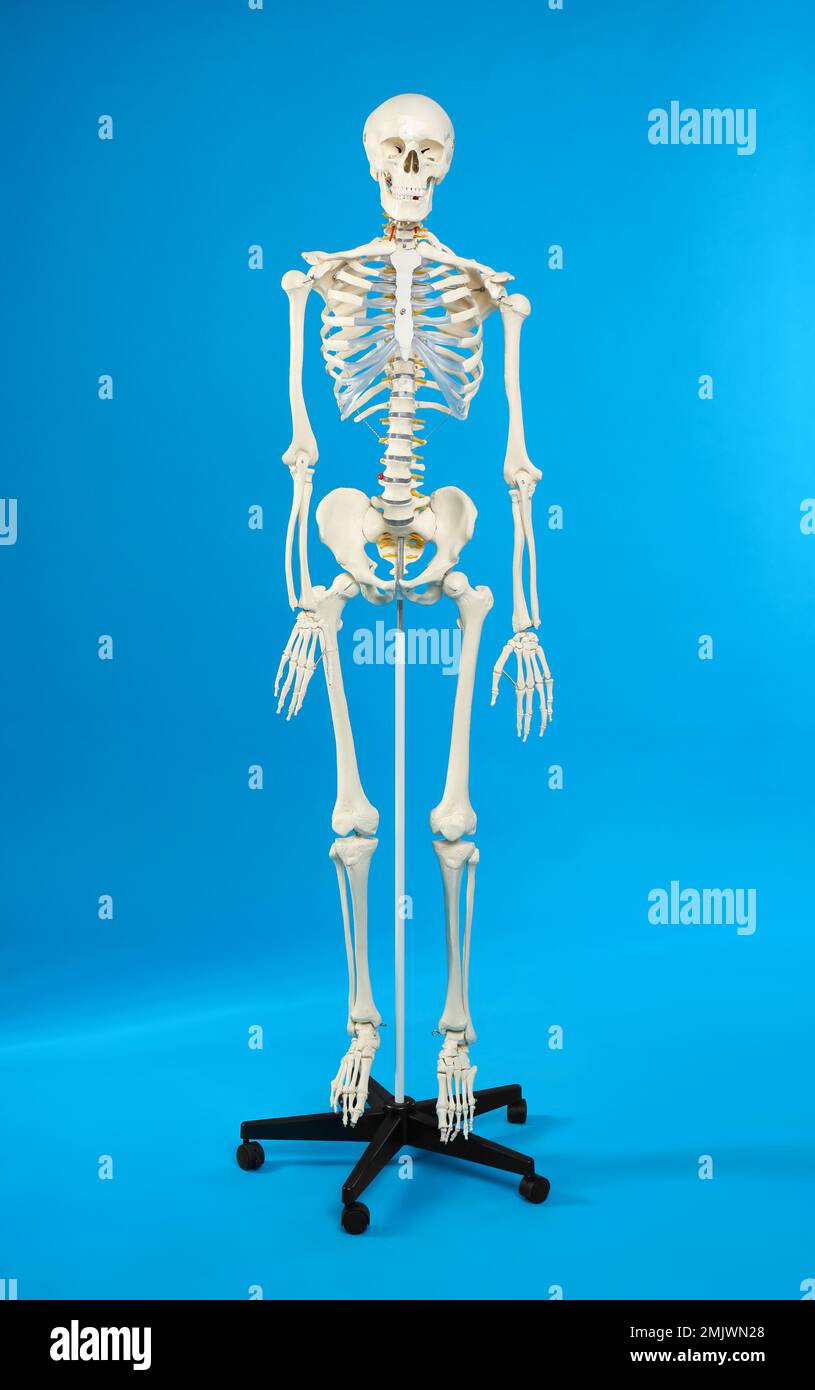 Artificial human skeleton model on blue background Stock Photo - Alamy