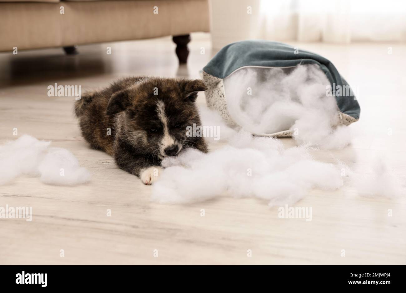 Cute Akita inu puppy playing with ripped pillow filler indoors ...