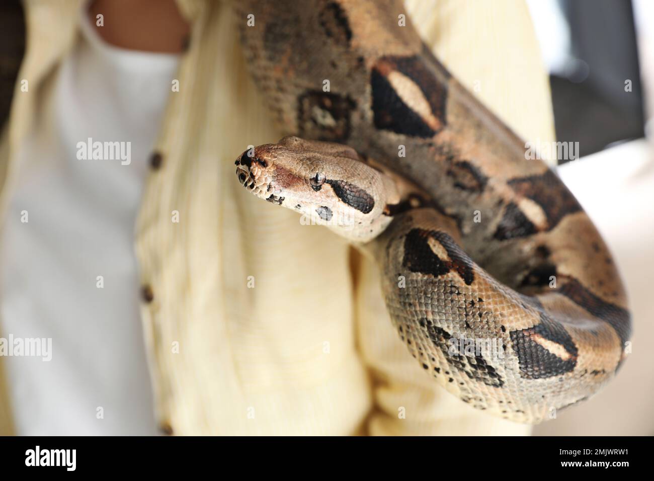 Woman with her boa constrictor at home, closeup. Exotic pet Stock Photo ...