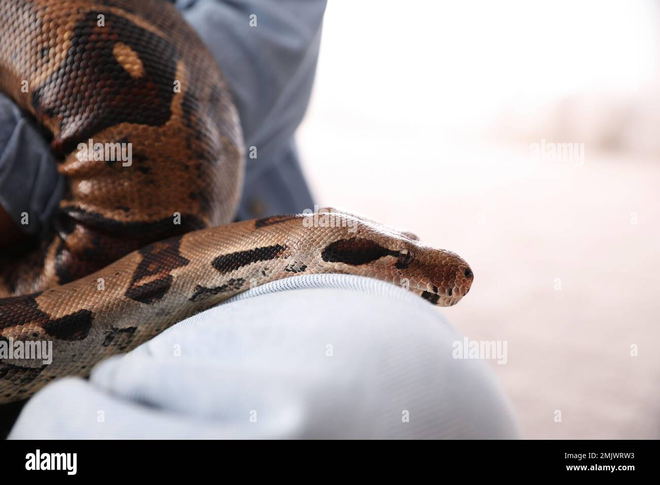 Woman with her boa constrictor at home, closeup. Exotic pet Stock Photo ...