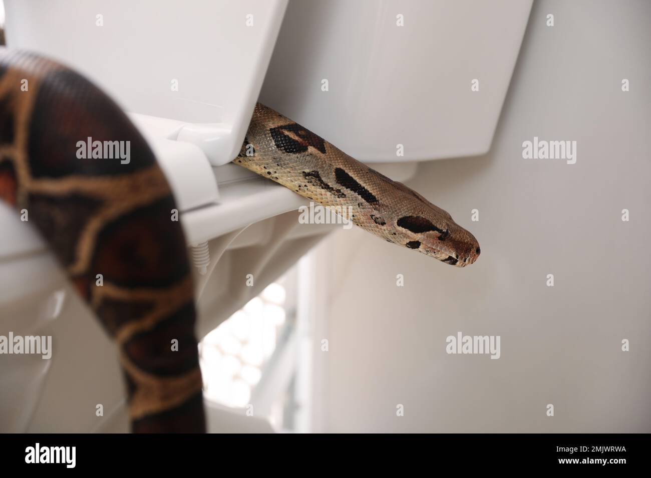 Brown boa constrictor on toilet bowl in bathroom Stock Photo - Alamy