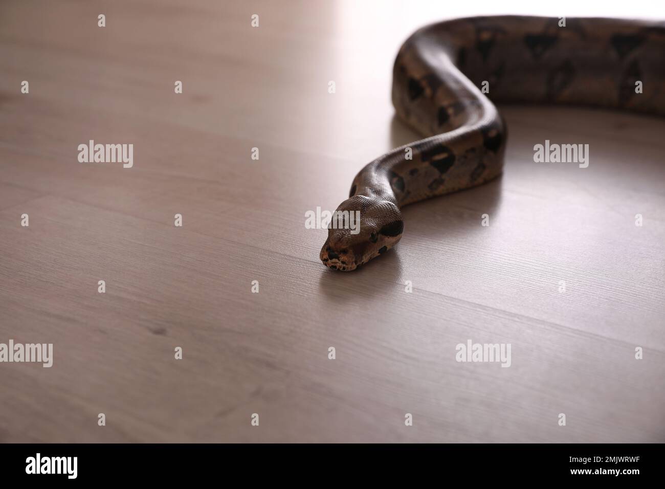 Brown boa constrictor crawling on floor in room Stock Photo - Alamy
