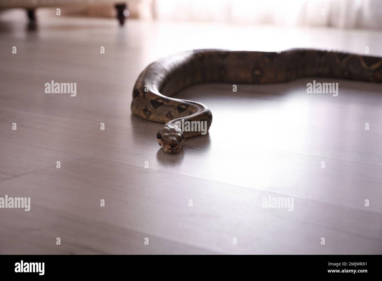 Brown boa constrictor crawling on floor in room Stock Photo - Alamy