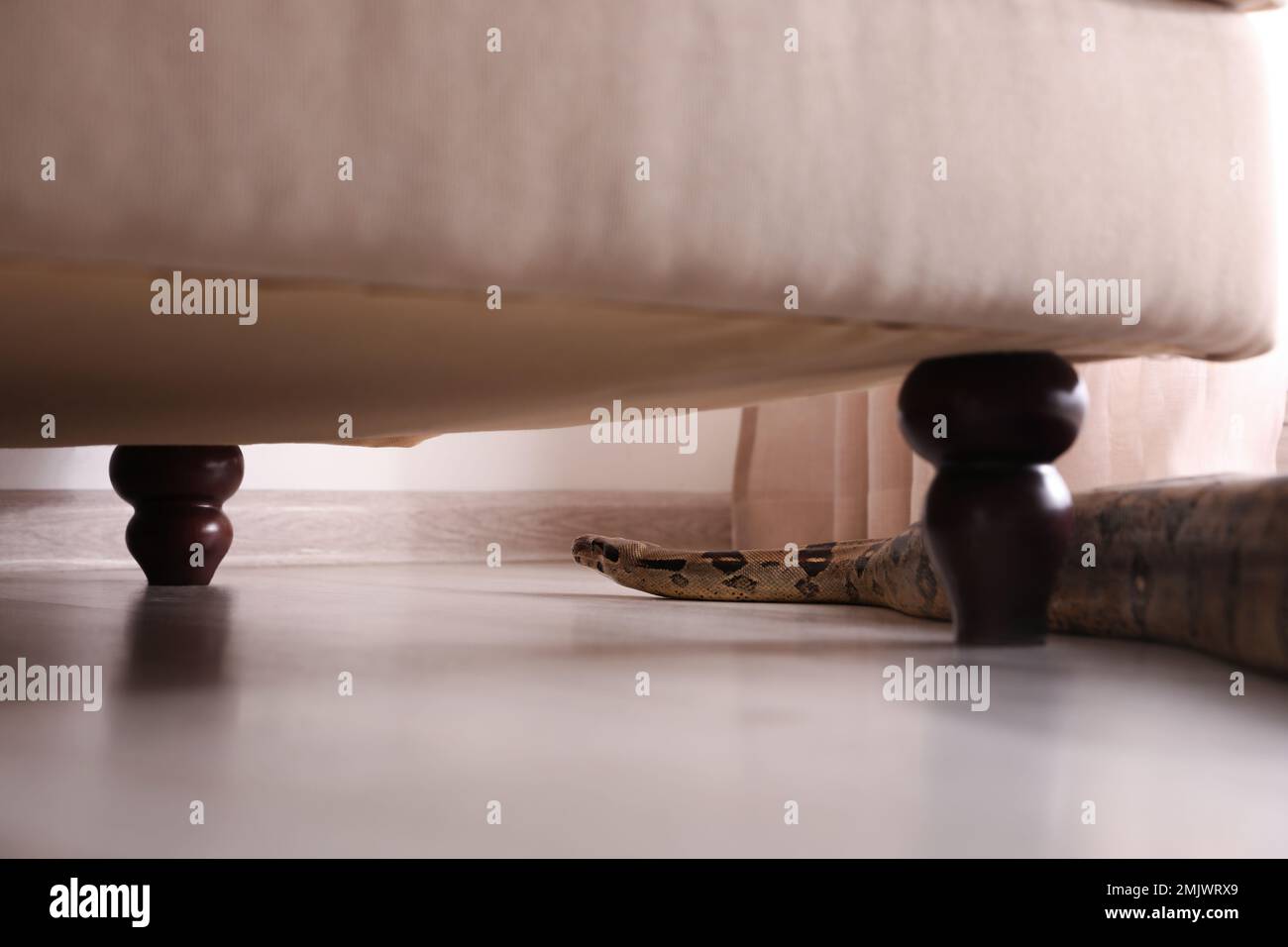 Brown boa constrictor crawling under sofa in room Stock Photo - Alamy