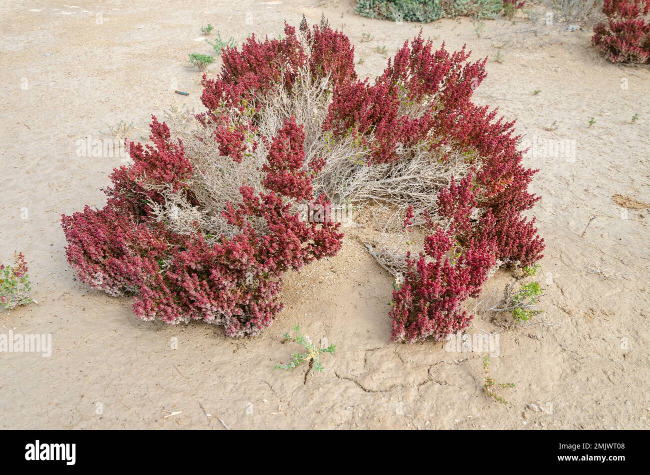Flower desert uae hi-res stock photography and images - Alamy