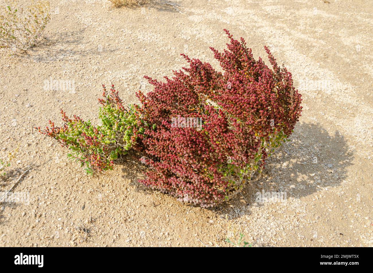 Saltwort Gobi Desert