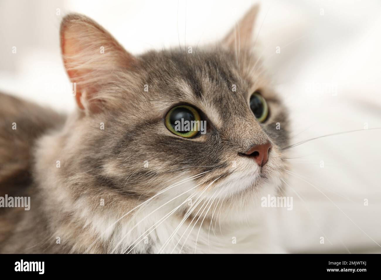 Cute fluffy cat, closeup view. Domestic pet Stock Photo - Alamy