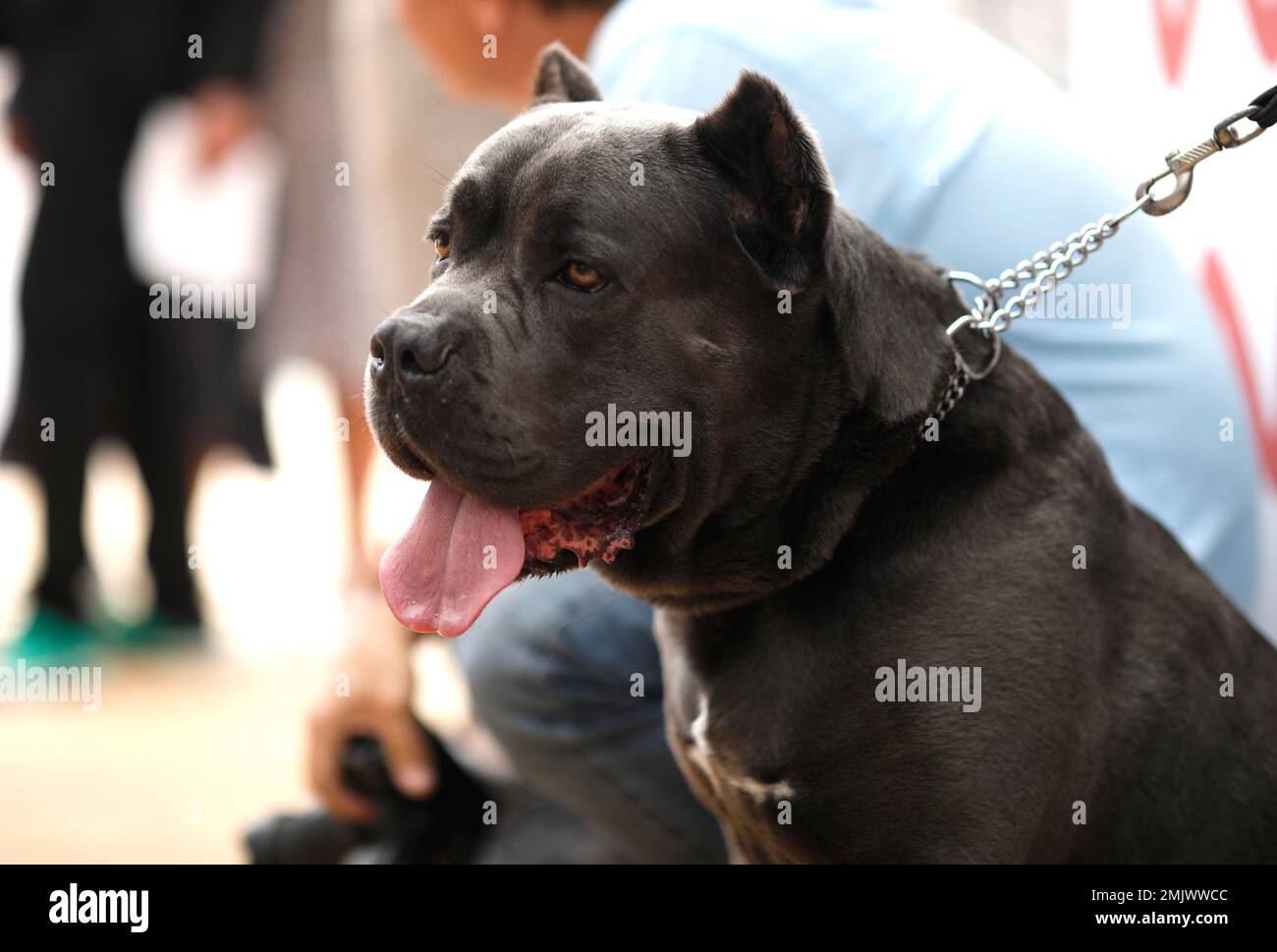 Haru the cane corso dog poses for photographers at the photo call for ...