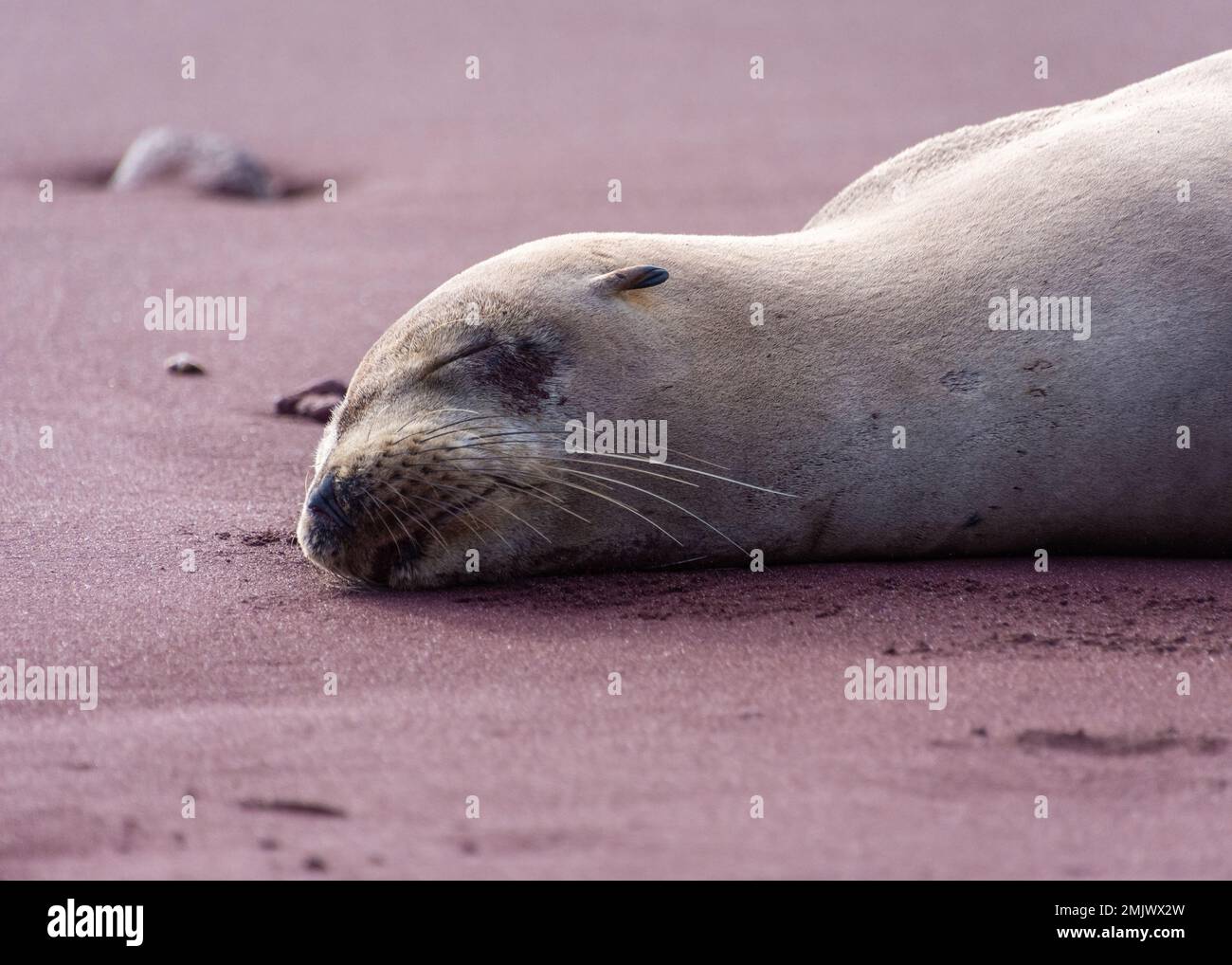 A close up of a sleeping sea lion on the red sandy beach of the island ...