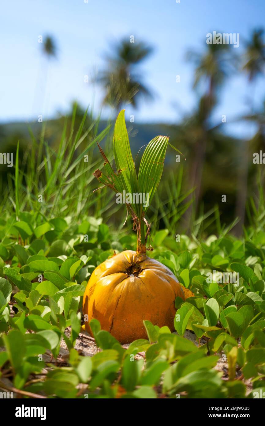 Green coconut stem growing from a coconut fallen from a tree. Breeding ...