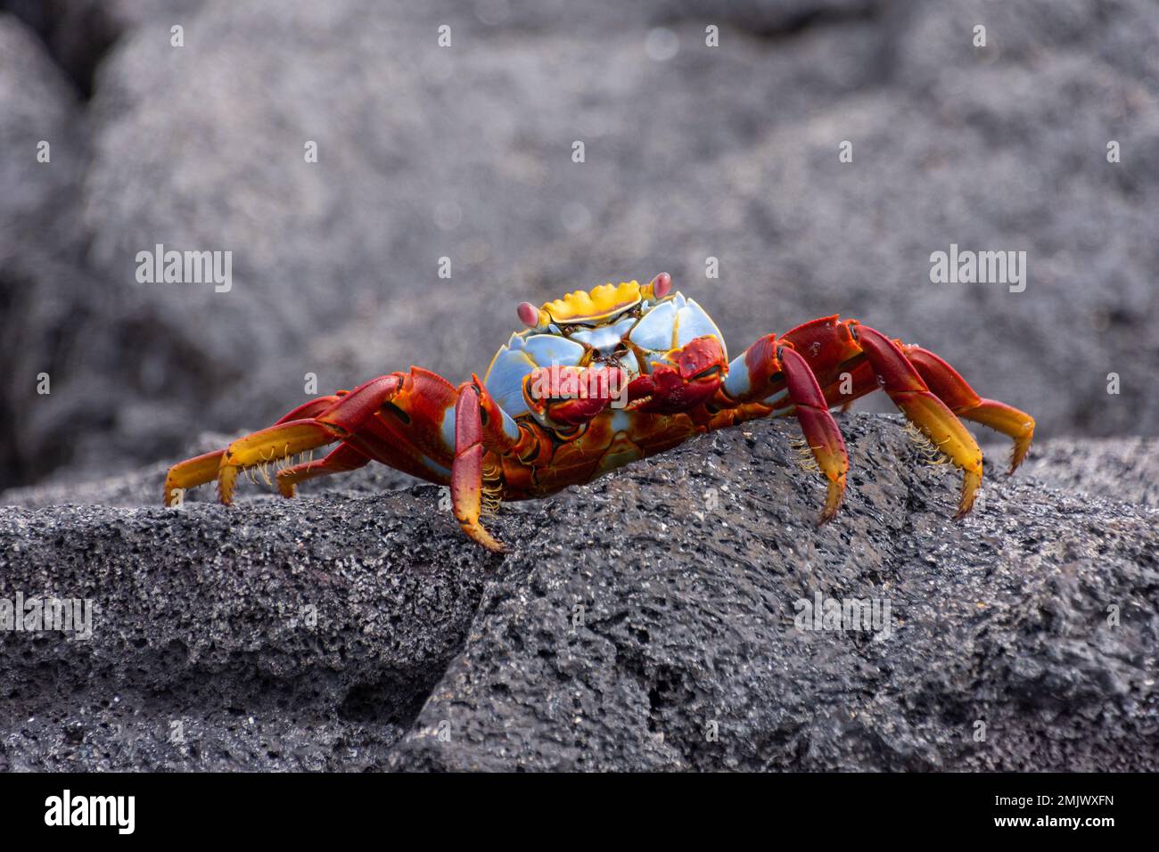A close-up photo of a Galapagos crab on volcanic rock on the island of ...