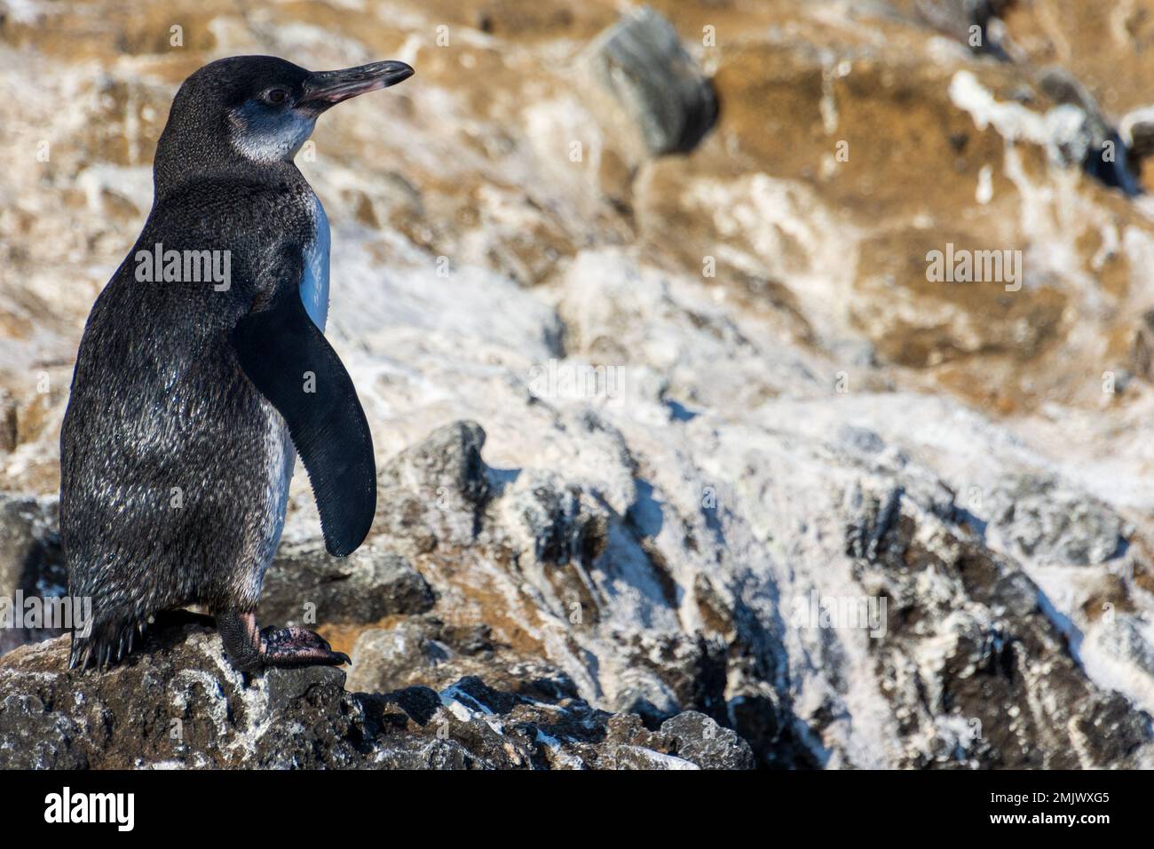 A Galapagos penguin standing on rocks in Tagus Cove on the island of ...
