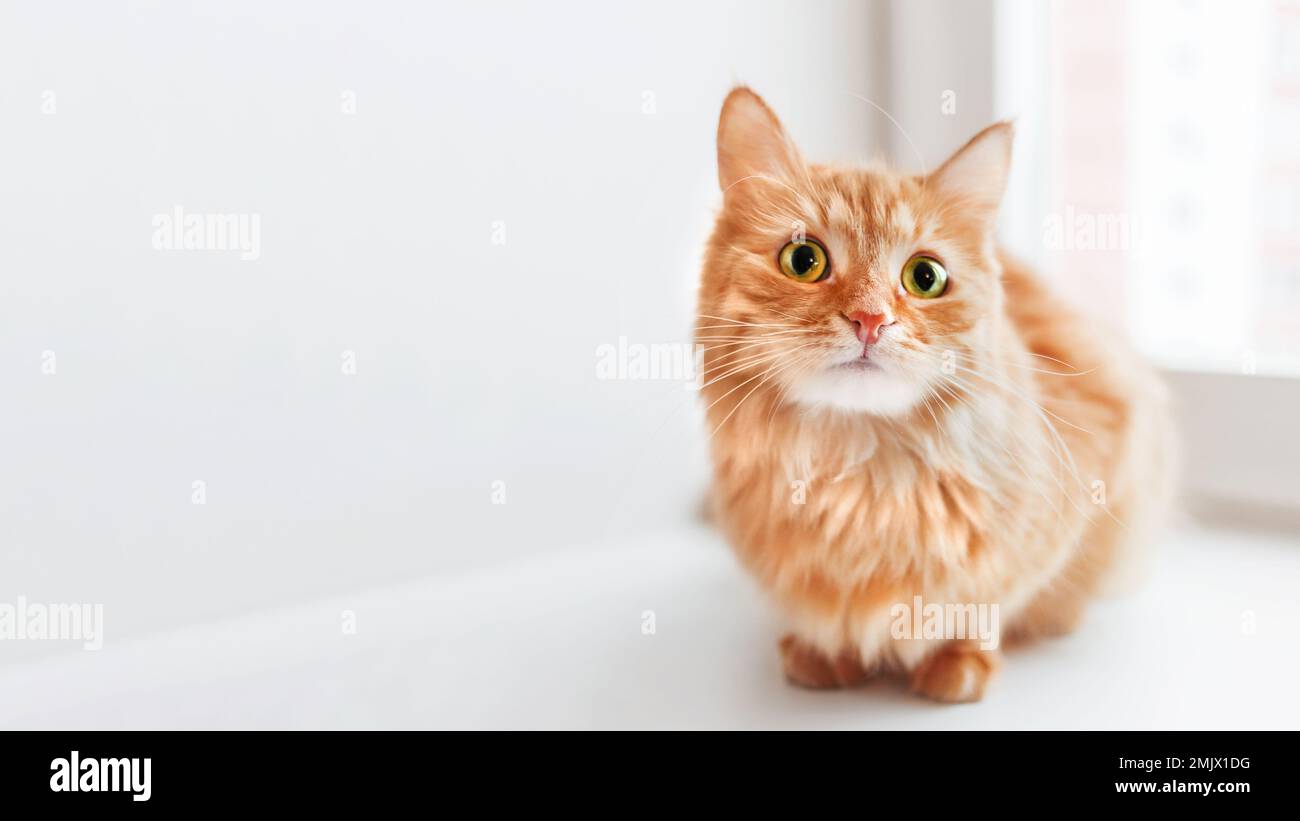 Curious ginger cat is siting on window sill and waiting for something ...