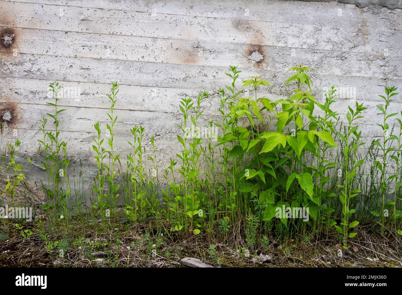 Urban grungy gray concrete wall with green grass. Grunge vintage ...