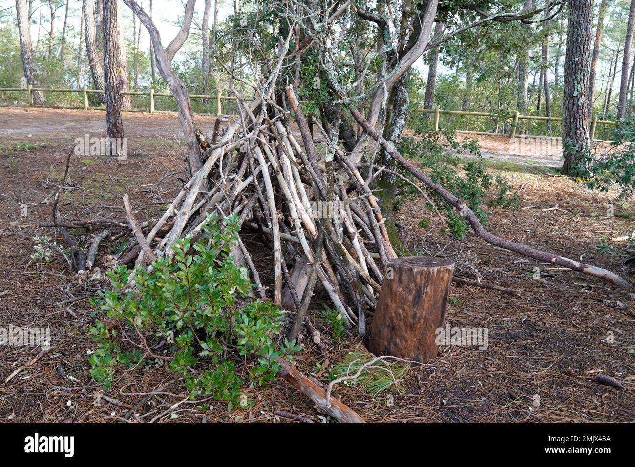 teepee wooden hut in forest made of poles Stock Photo - Alamy