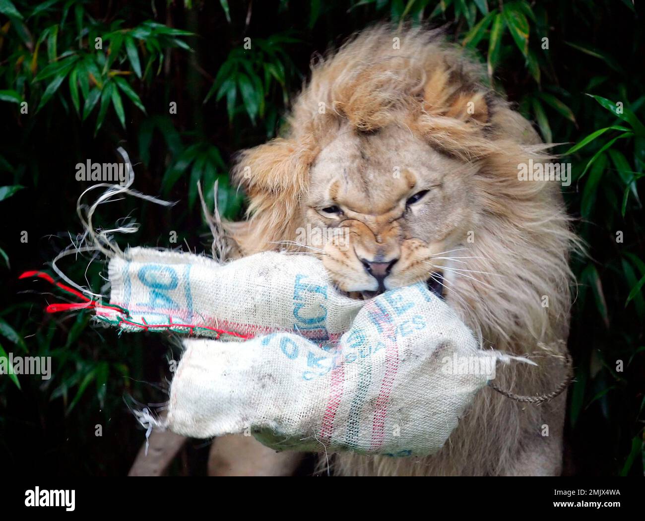 File - In this Dec. 22, 2005, file photo, Jahari, a lion, tears into a ...