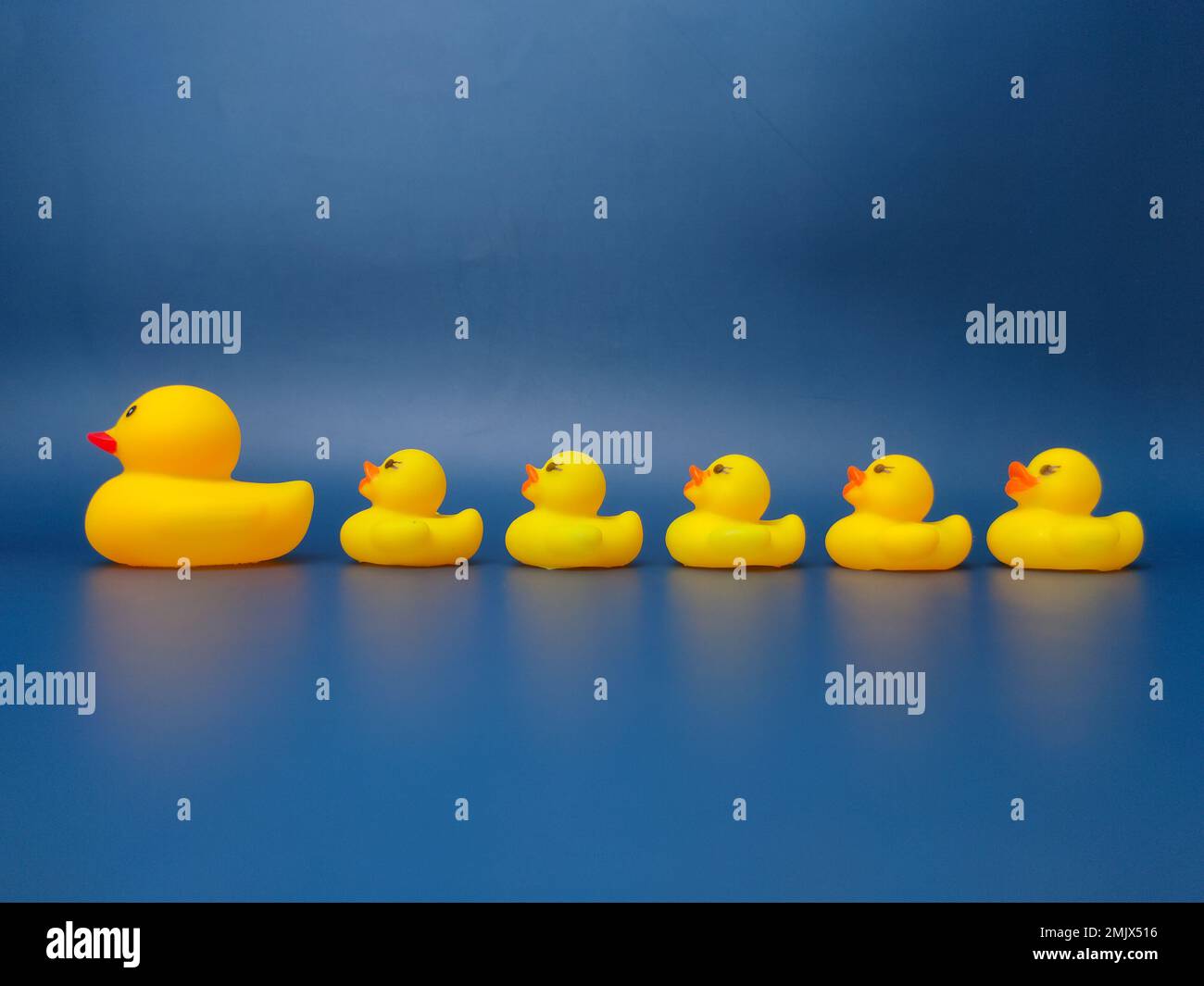 A yellow duck with its chicks on a blue background Stock Photo - Alamy