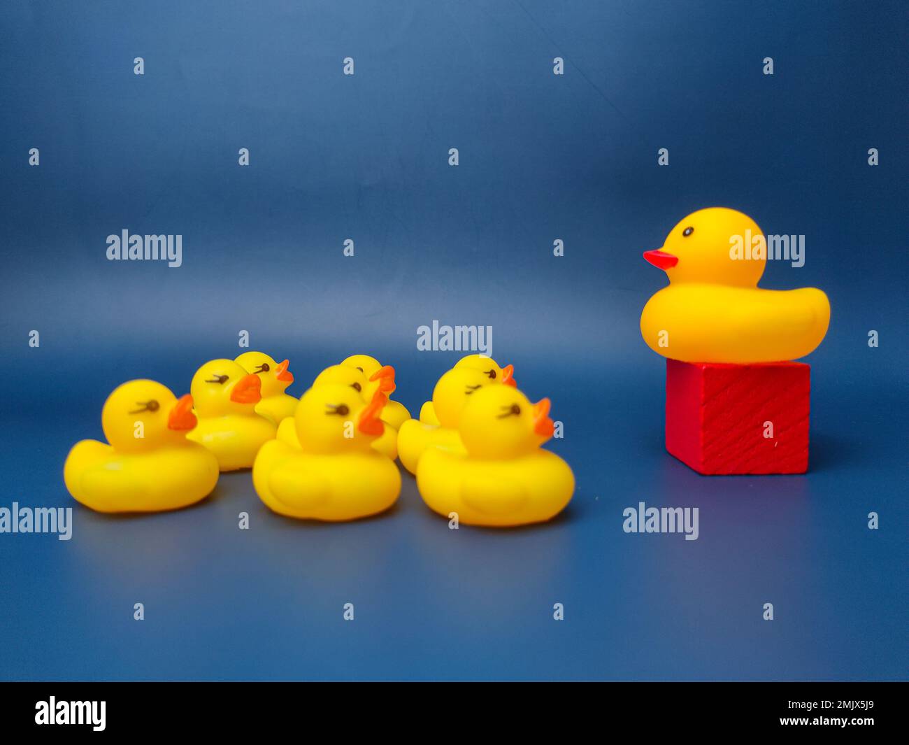 Group of toy ducks with leadder. Leadder and teamwork concept Stock ...