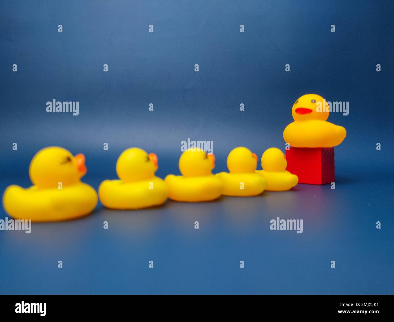 Group of toy ducks with leadder. Leadder and teamwork concept Stock ...