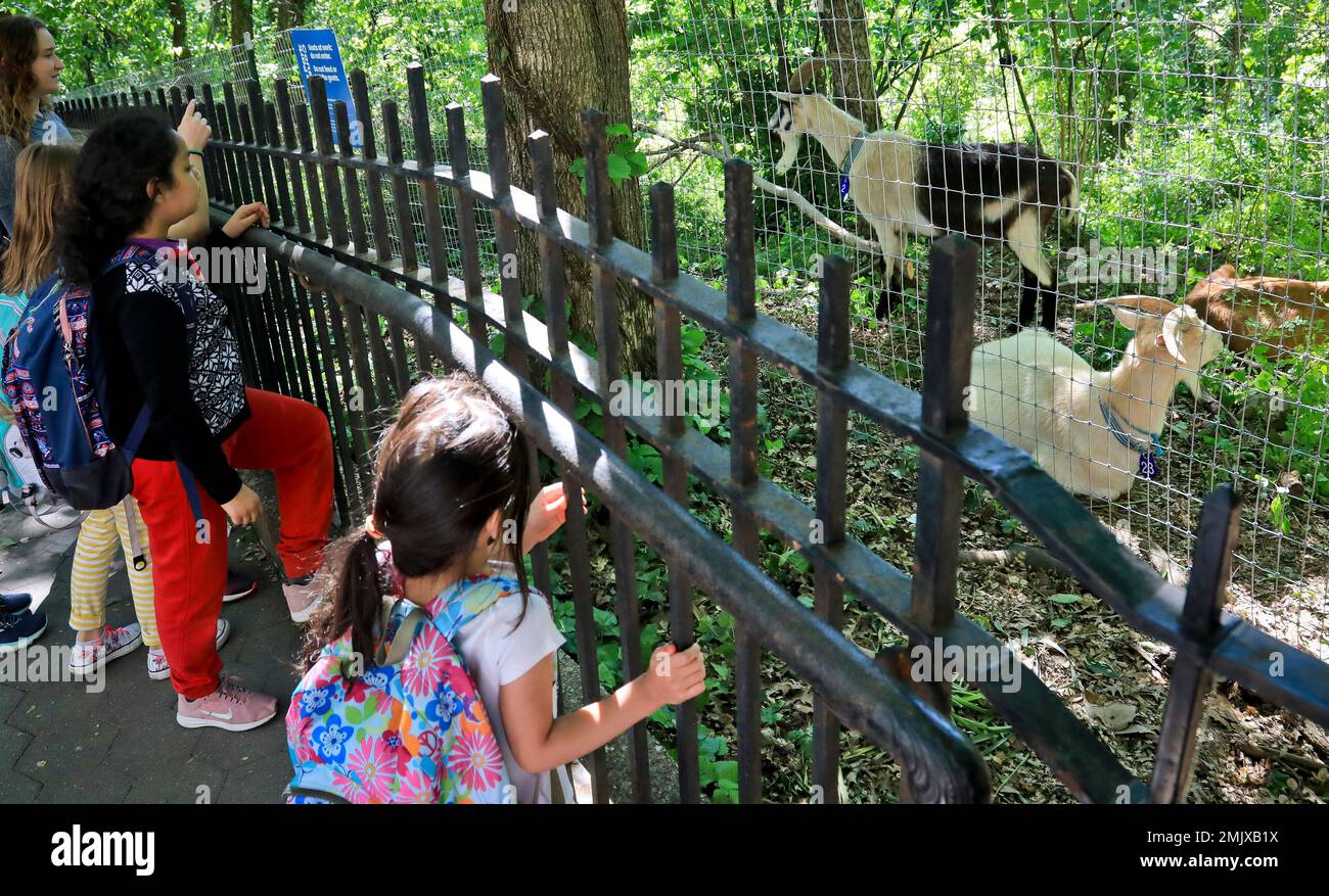 Visitors observe new arrival goats foraging for plants and resting ...