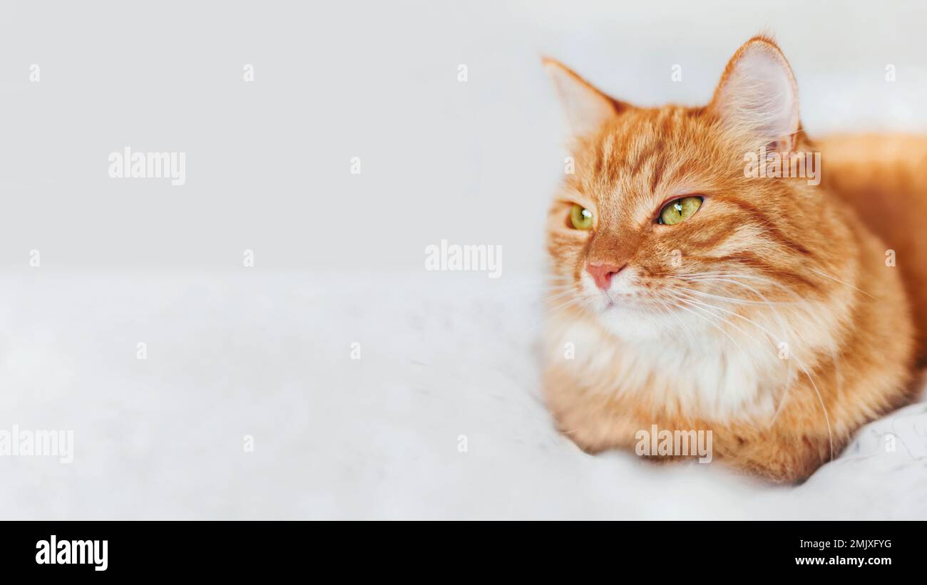 Cute ginger cat lying in bed under blanket. Fluffy pet comfortably ...