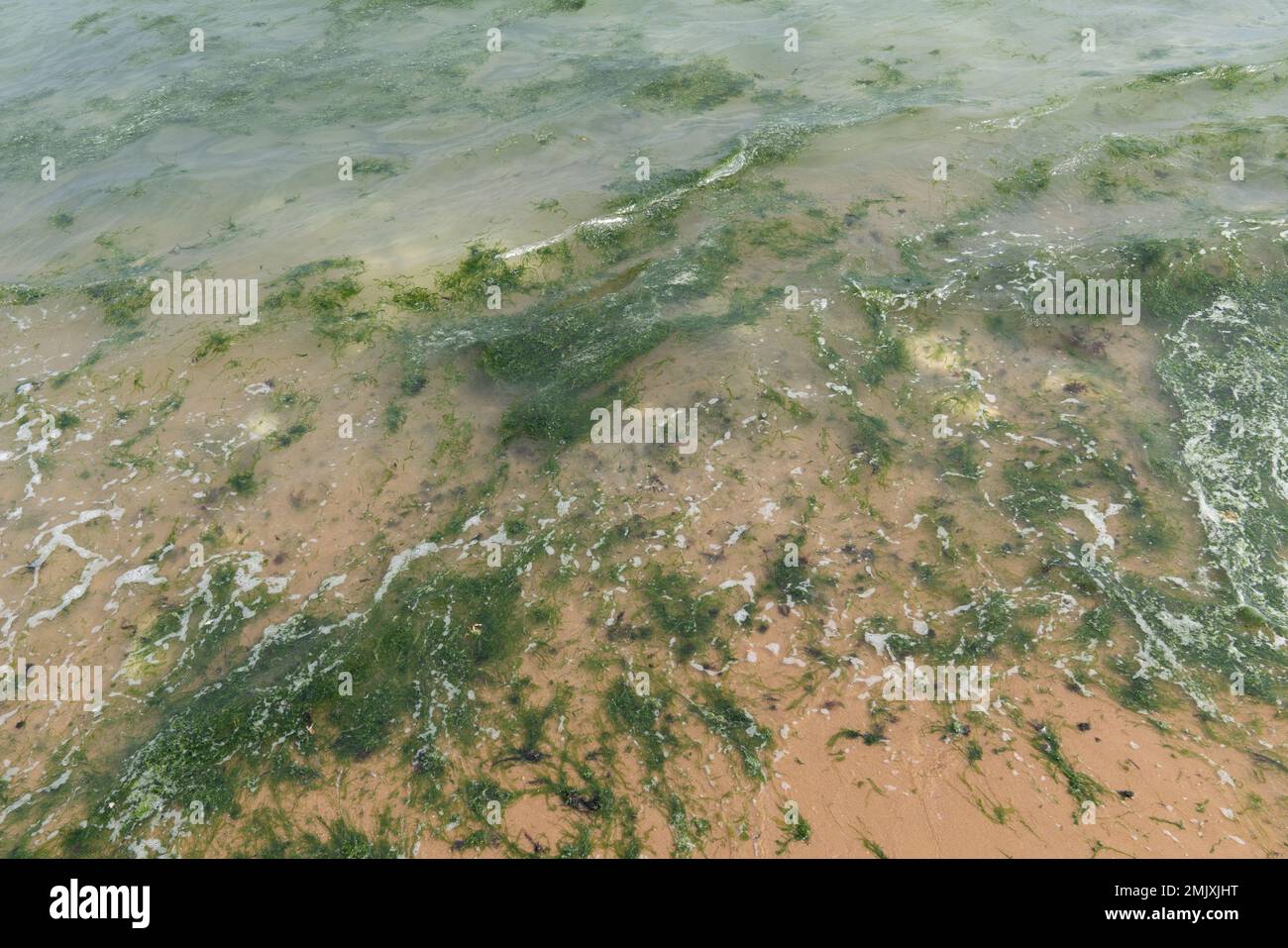 green algae in Brittany beach on France coast Stock Photo - Alamy