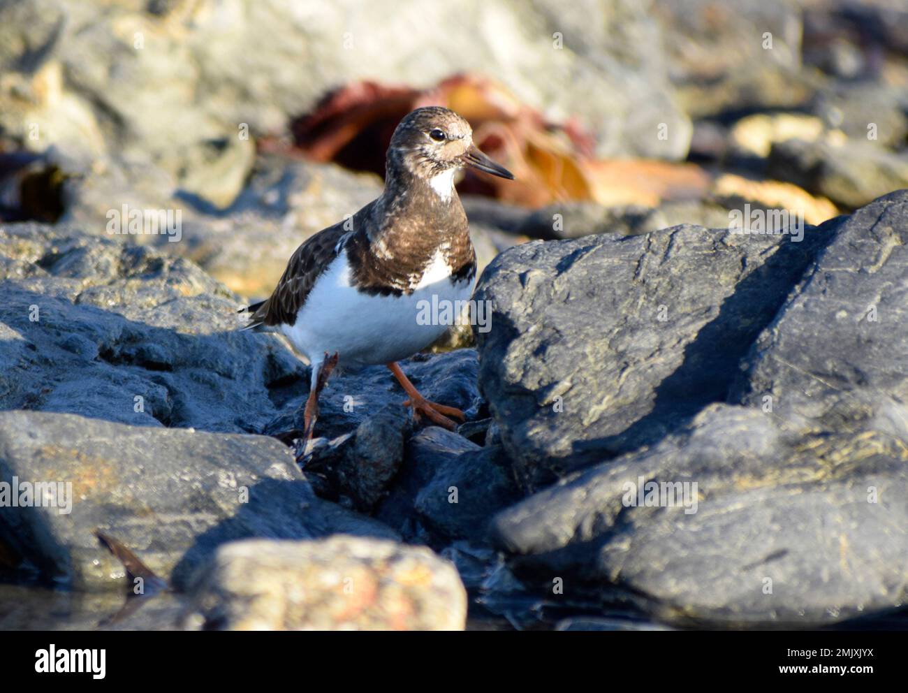 Turnstone walking over rocks - Cornwall, UK Stock Photo - Alamy