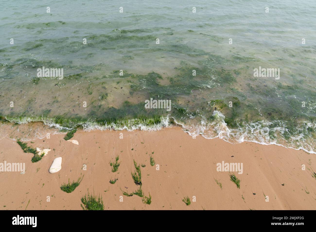 Invasive seaweeds hi-res stock photography and images - Alamy