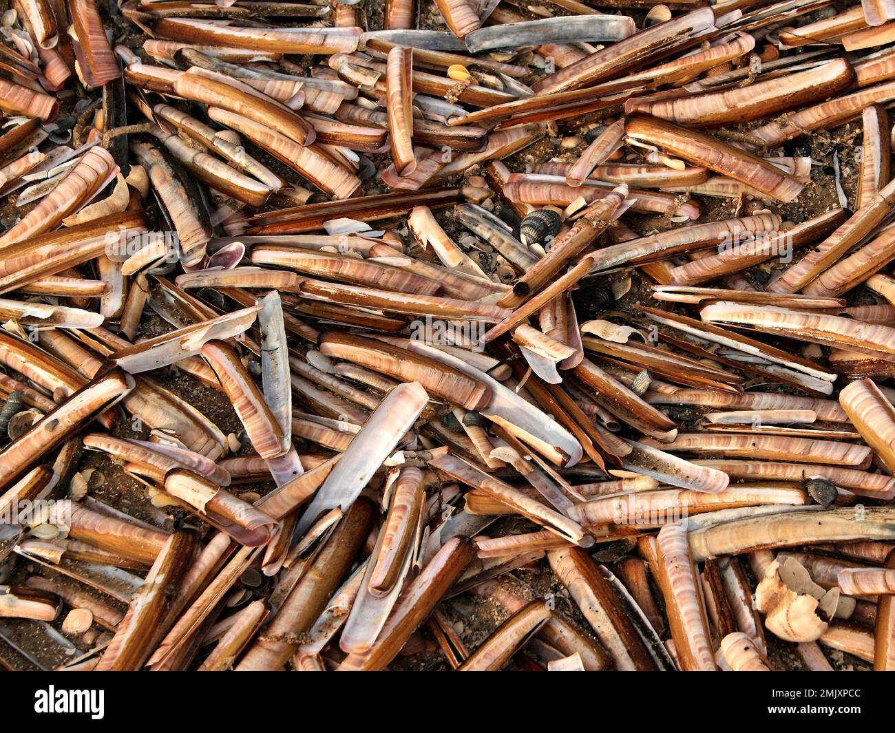 Sword Shells on the Beach, Juist, Germany Stock Photo - Alamy