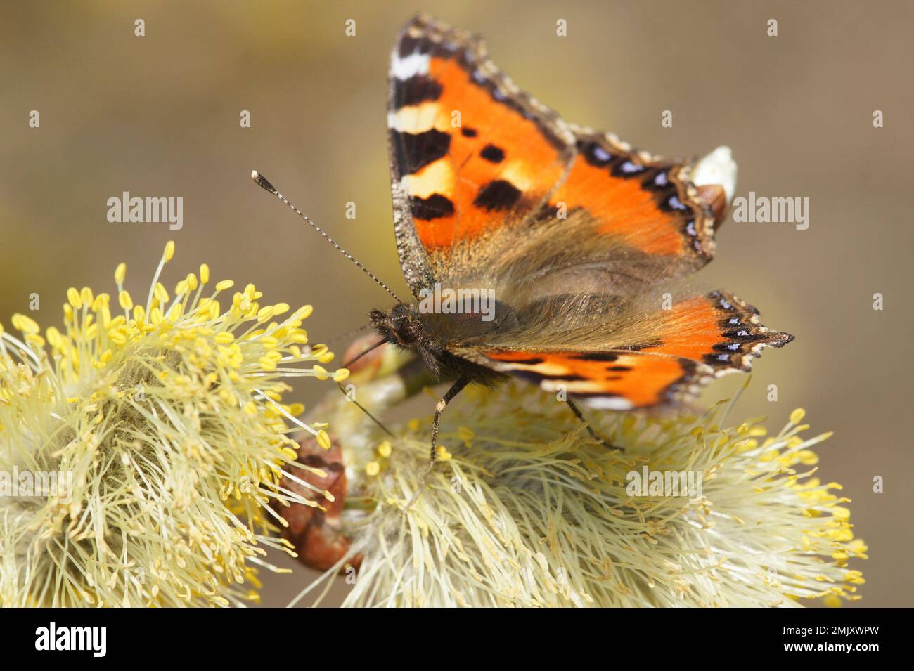 Natural closeup of a small tortoiseshell butterfly, Aglais urticae ...