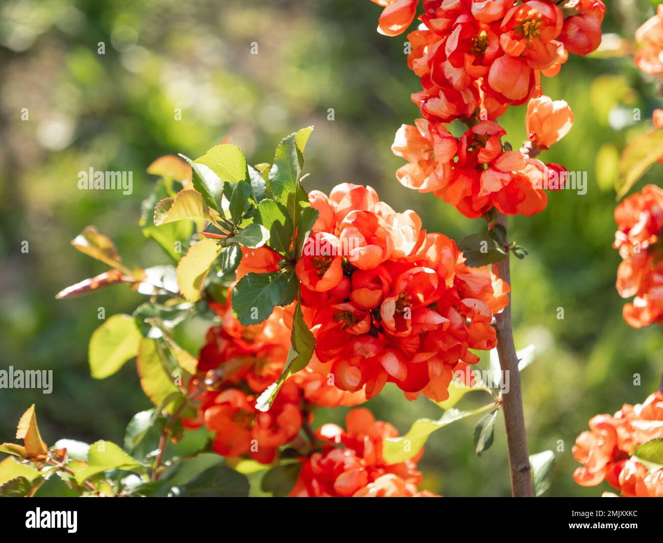 Maules quince hi-res stock photography and images - Alamy