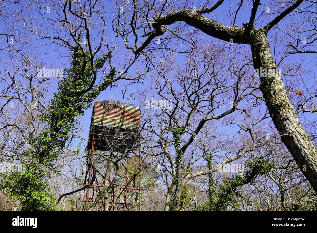 hunter forest pigeon hunting palombière in landes france Stock Photo ...