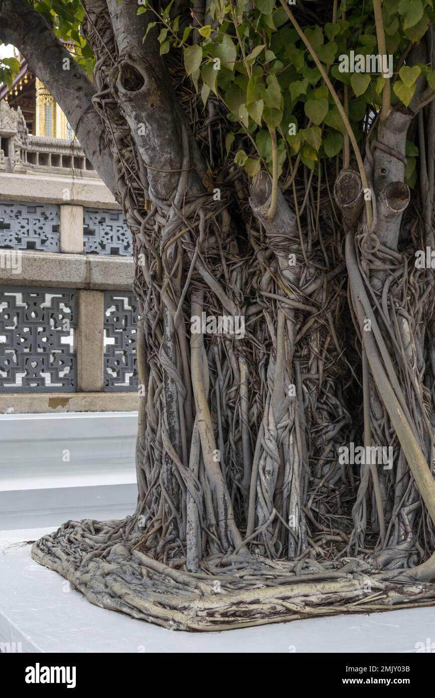 Bodhi Tree at the Grand Palace in Bangkok, Thailand Stock Photo - Alamy