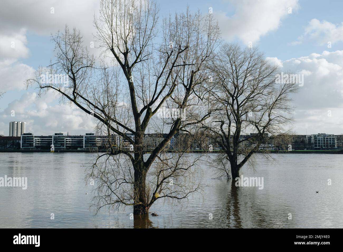 Trees in water. High water after heavy rainfall and snow melting in ...