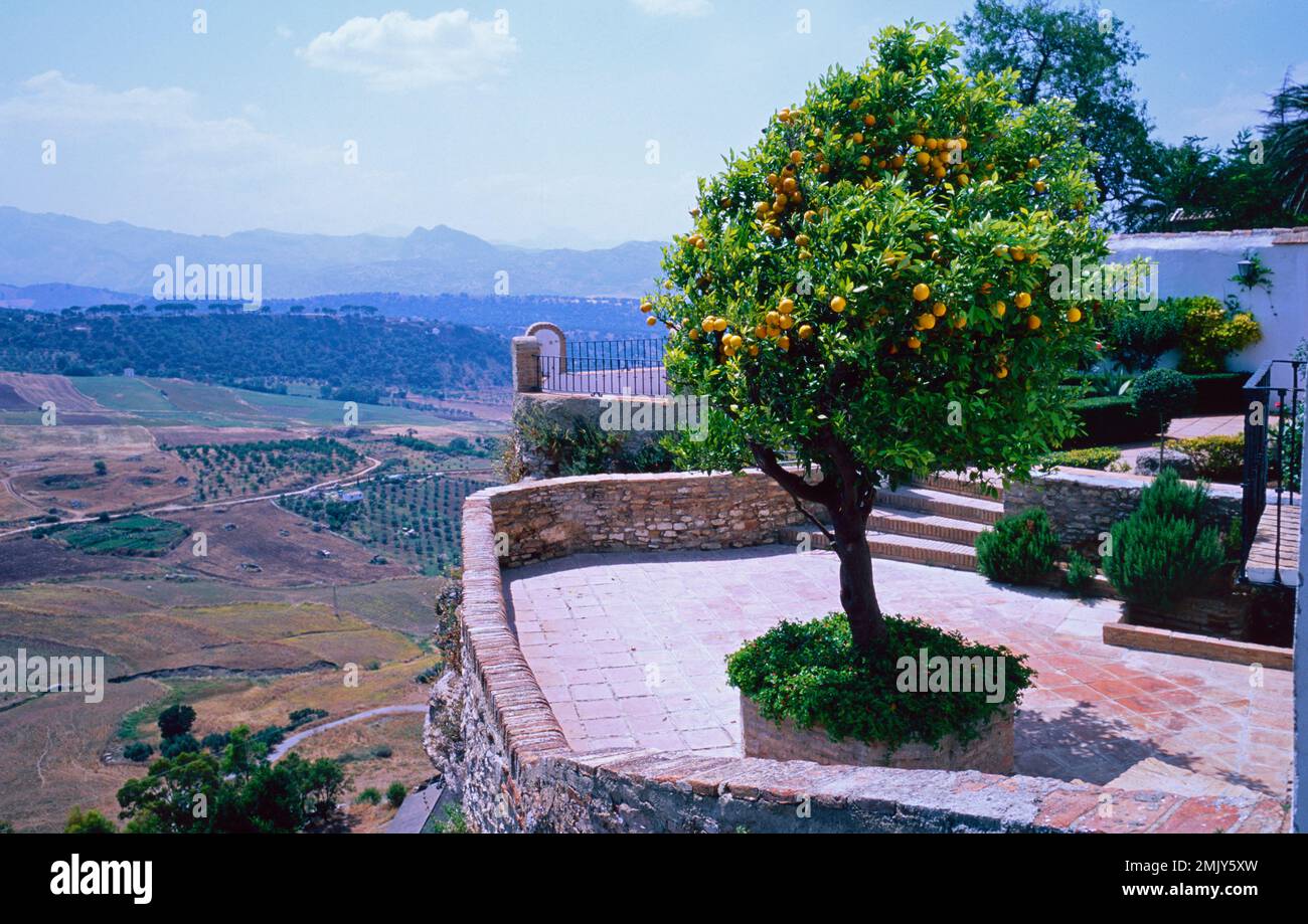 Orange tree, Mondragon Palace, Ronda, Spain Stock Photo - Alamy
