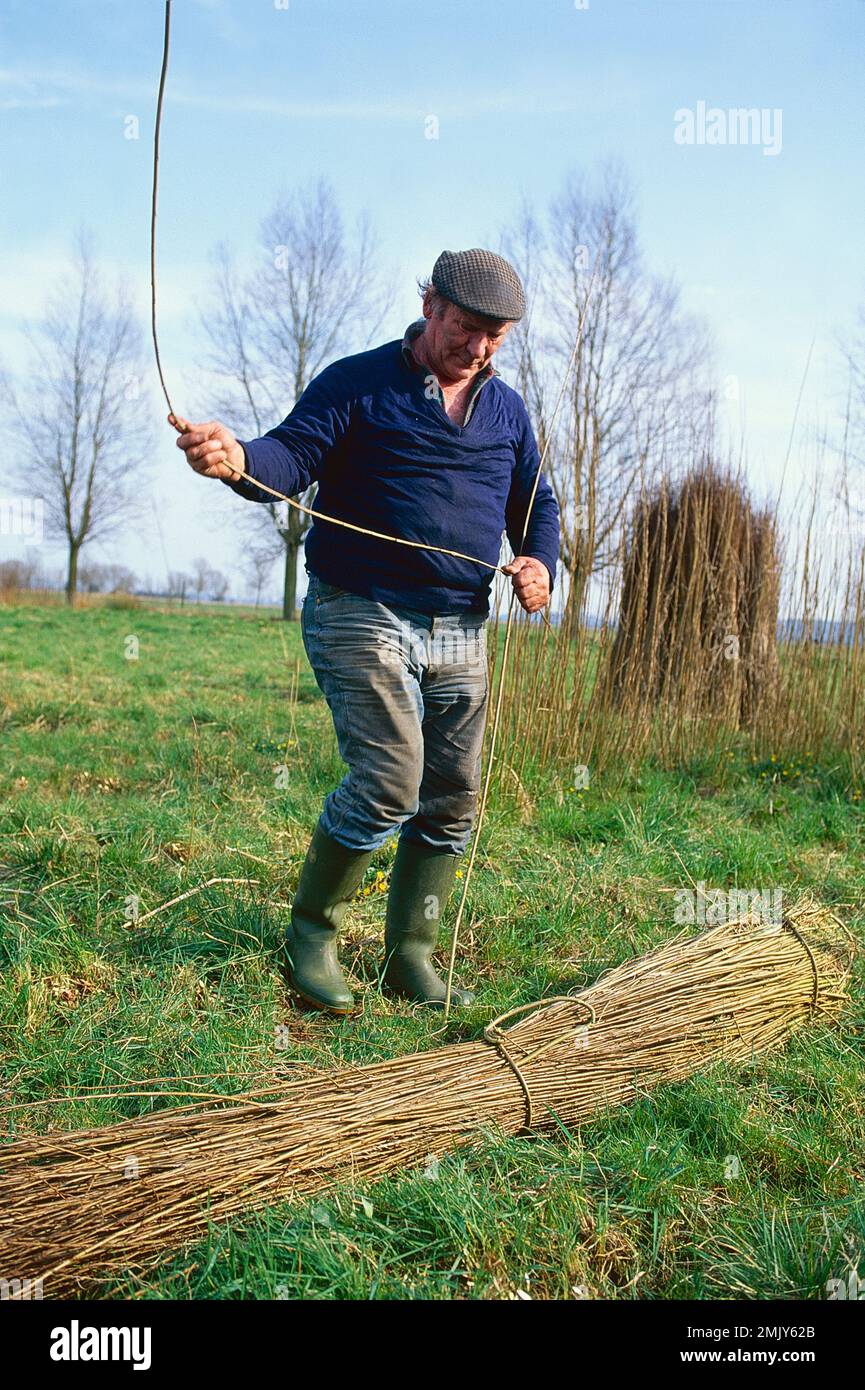 Withy cutting, Somerset Levels, UK Stock Photo - Alamy