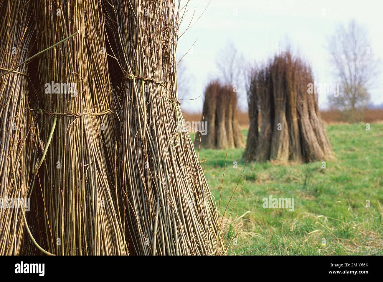 Withy withies somerset levels hi-res stock photography and images - Alamy