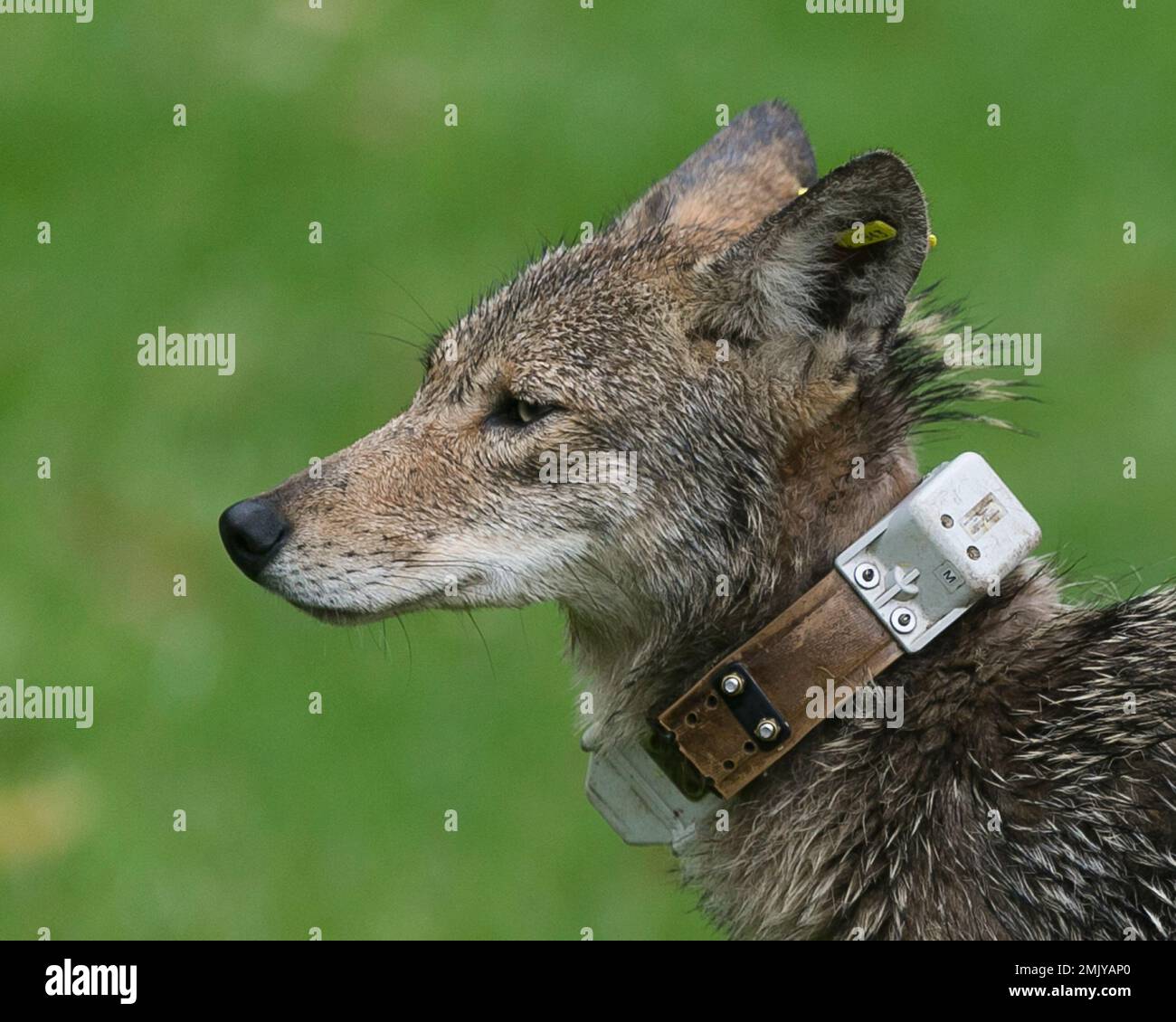 A hungry wet coyote wearing a GPS radio collar roams the Elysian Park ...