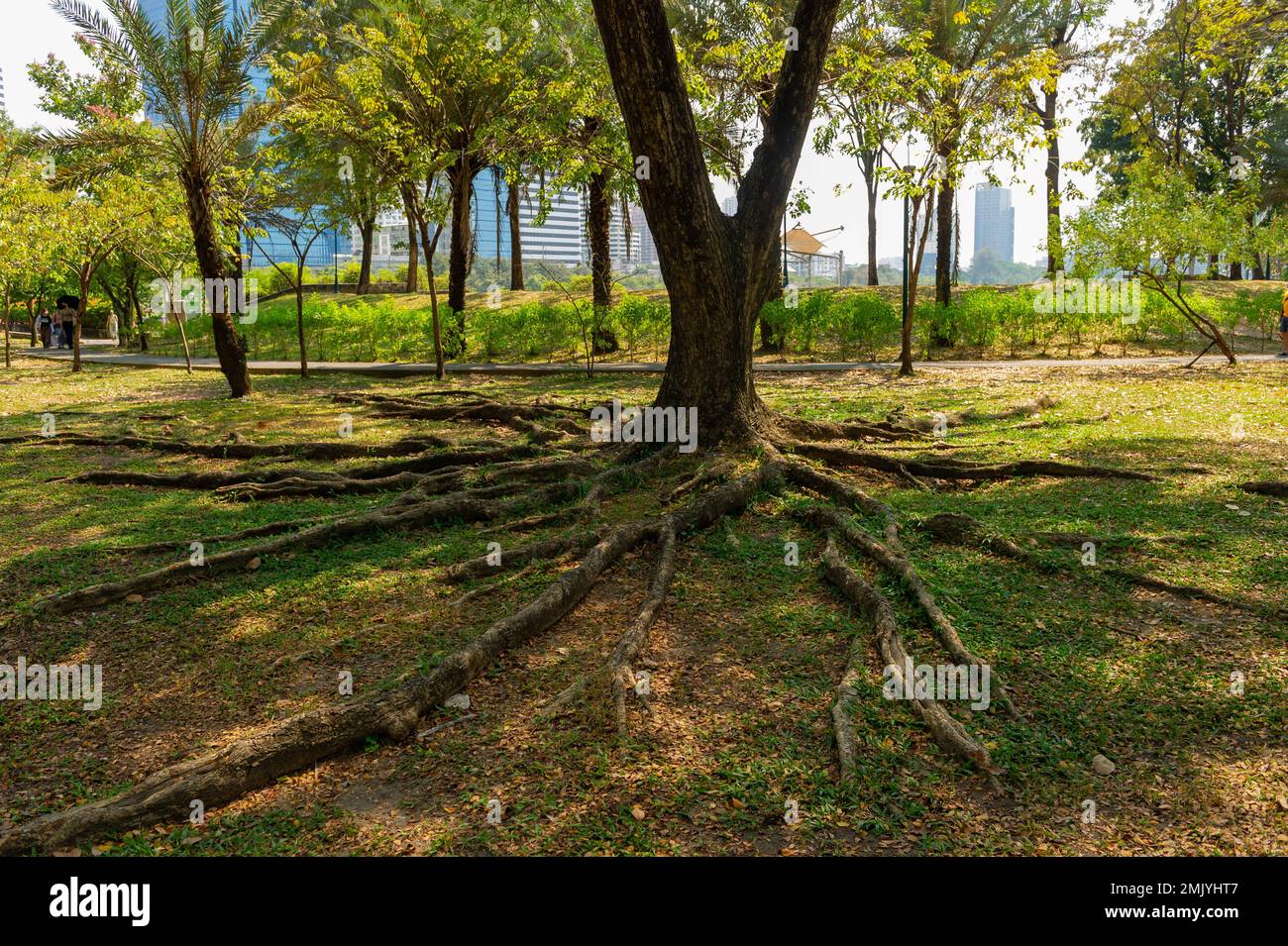 The exposed roots of a Rain Tree, cow tamarind, Bangkok, Thailand Stock ...