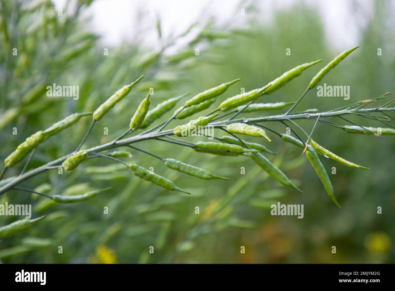 Green rapeseed the tree in the garden. Shallow depth of field Stock ...