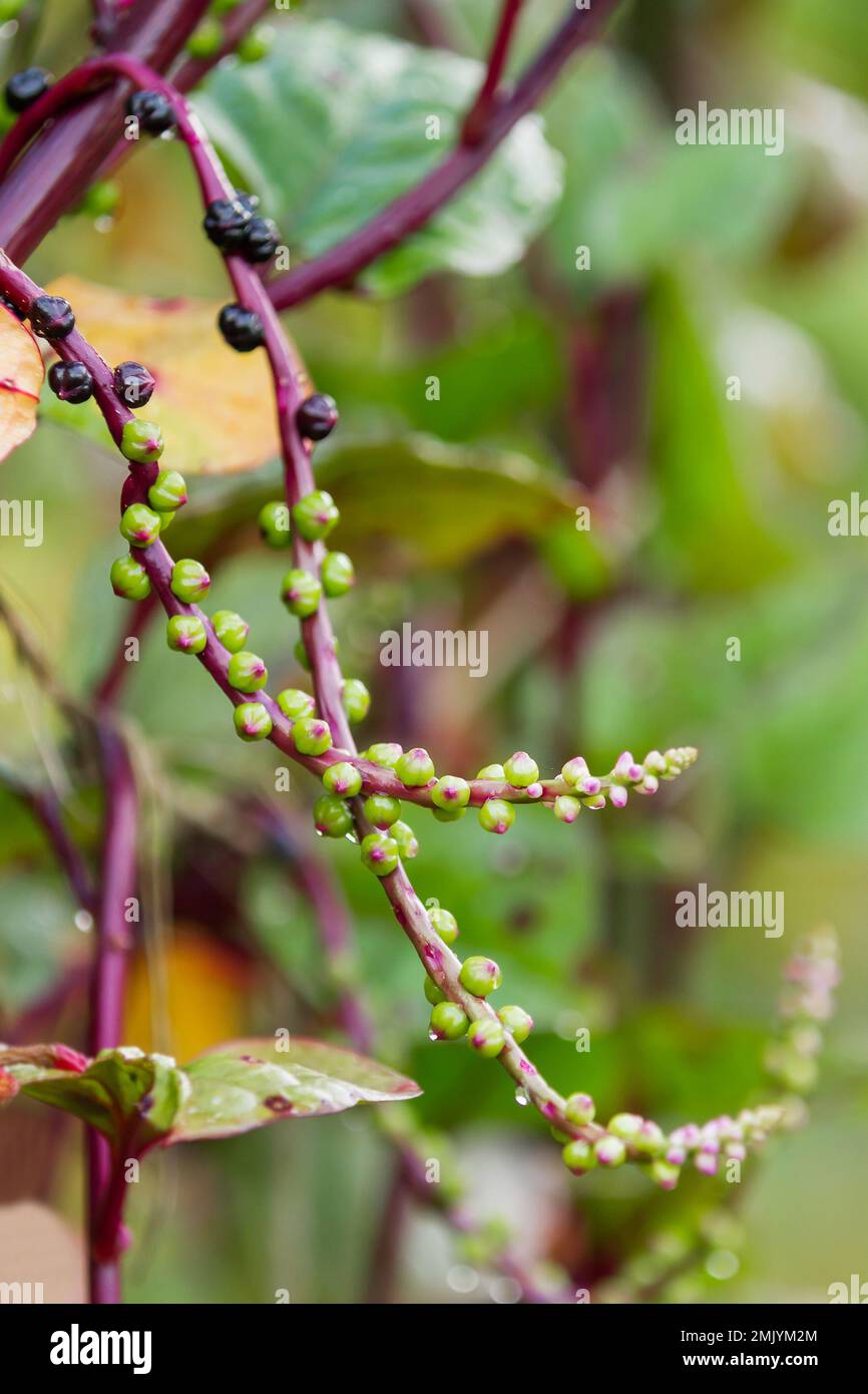 Buds and branches of Bertalha or Basella alba. Perennial vine with ...