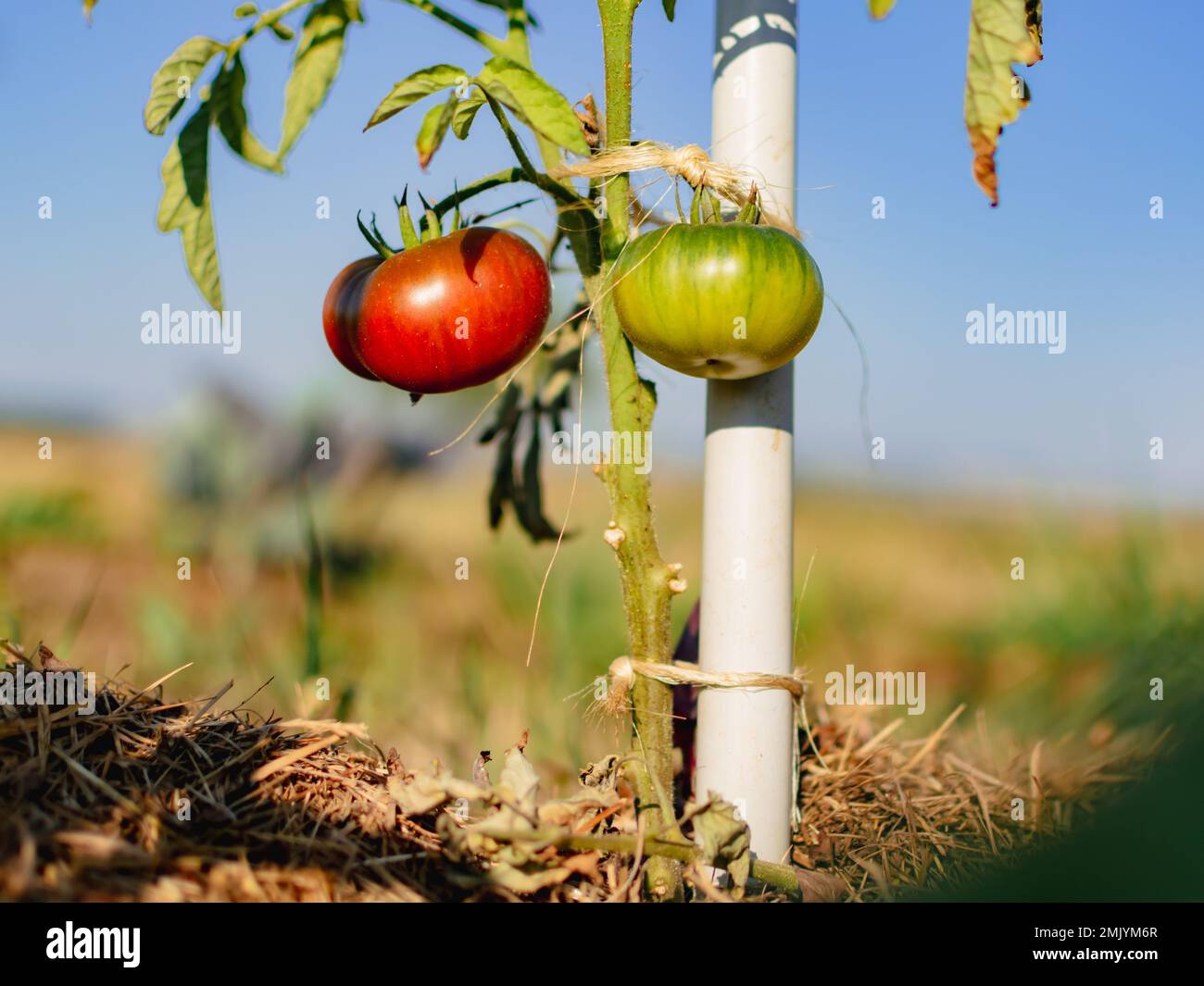 Ox heart tomatoes in an ecological garden with mulching and ...