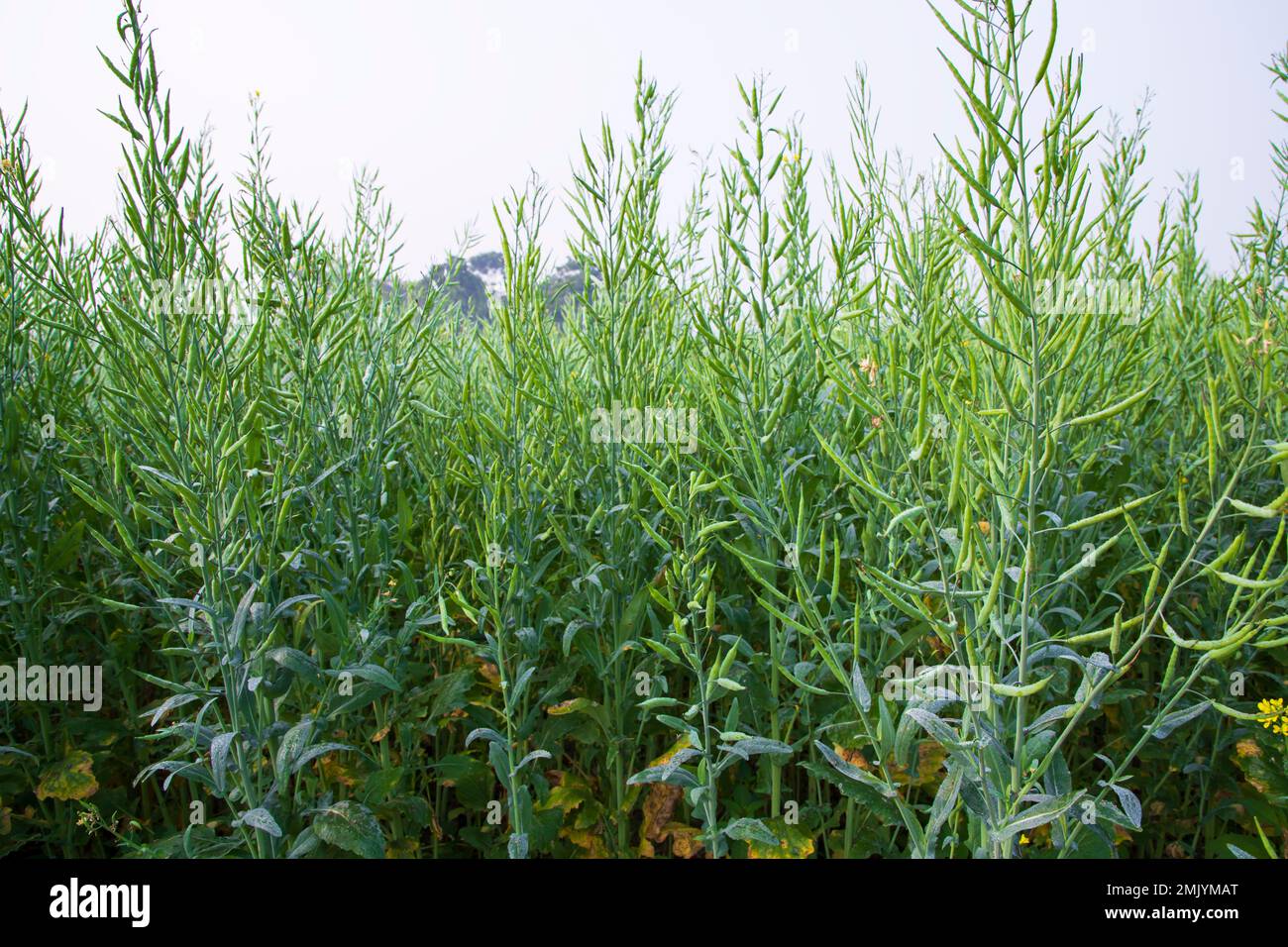 Rapeseeds concepts hi-res stock photography and images - Alamy