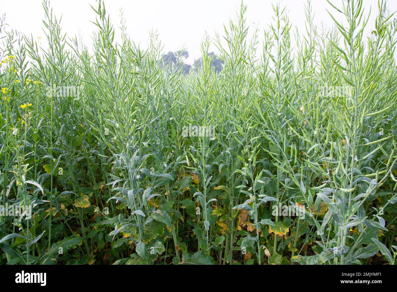 Rapeseeds concepts hi-res stock photography and images - Alamy
