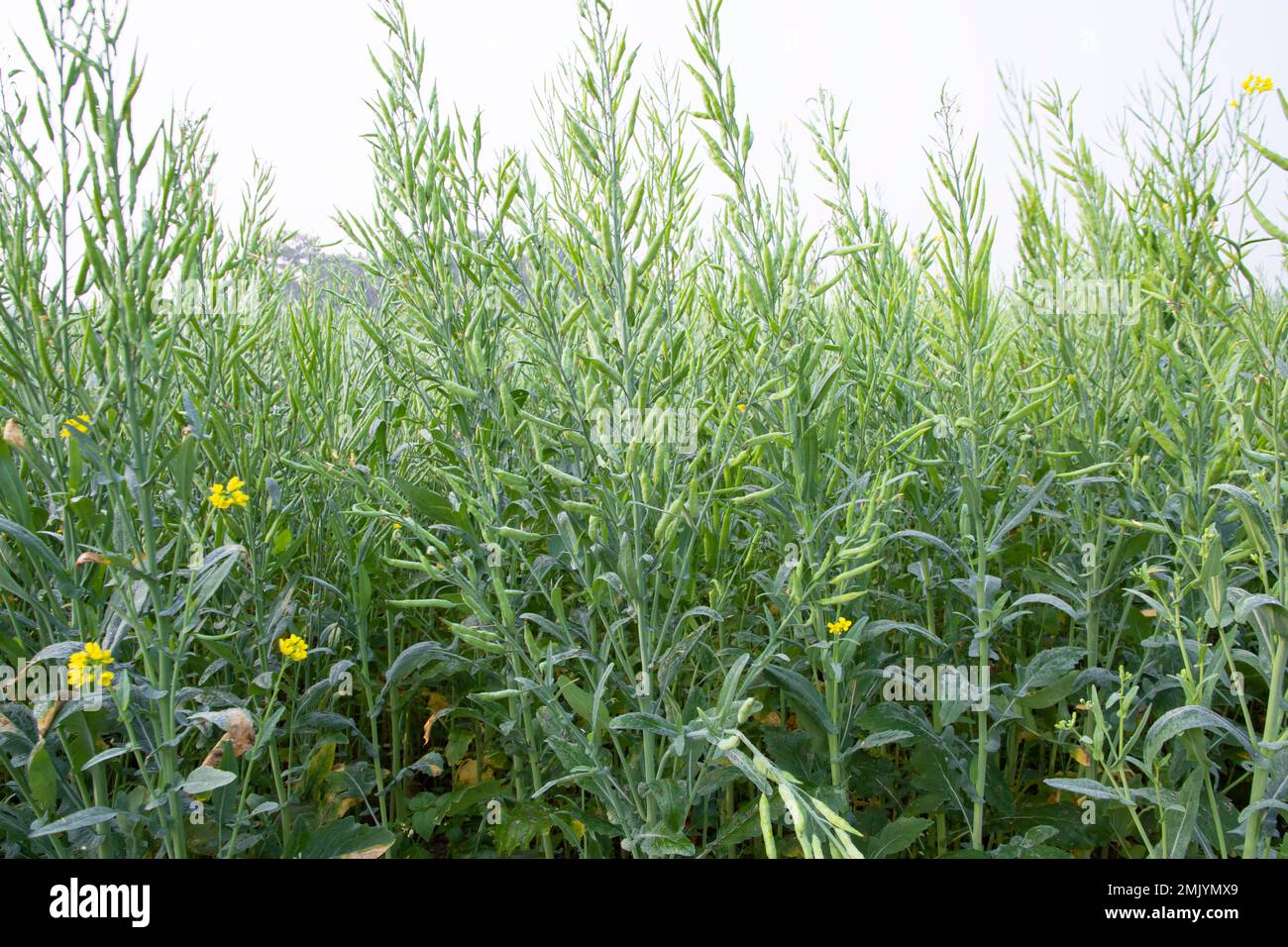 Rapeseeds field hi-res stock photography and images - Alamy