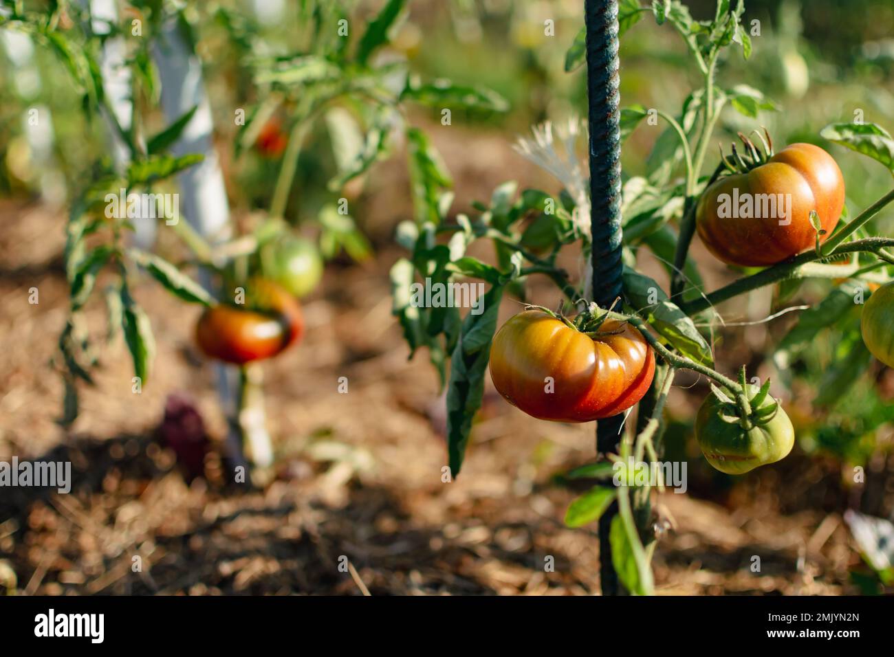 Ox heart tomatoes in an ecological garden with mulching and ...