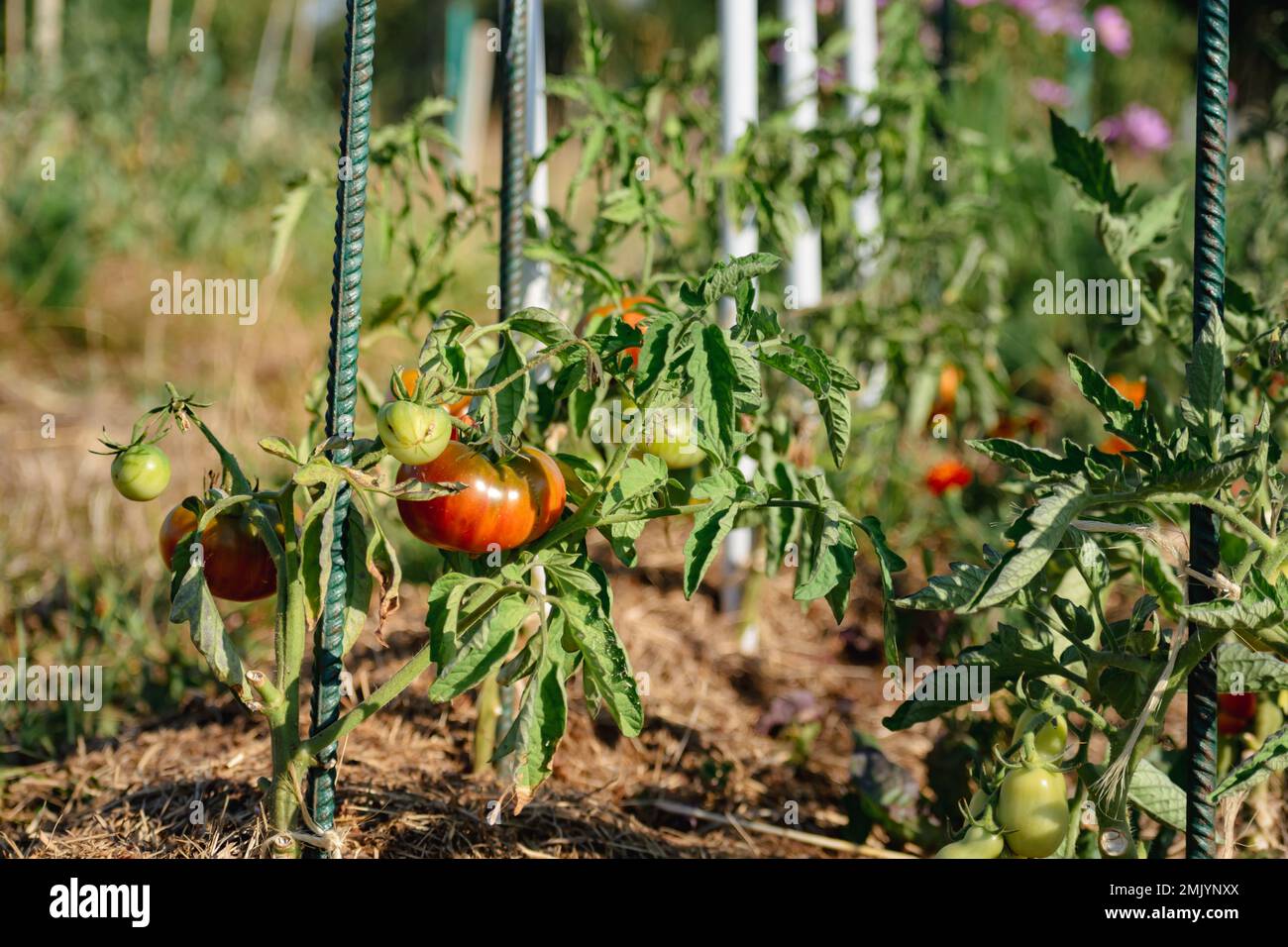 Ox heart tomatoes in an ecological garden with mulching and ...