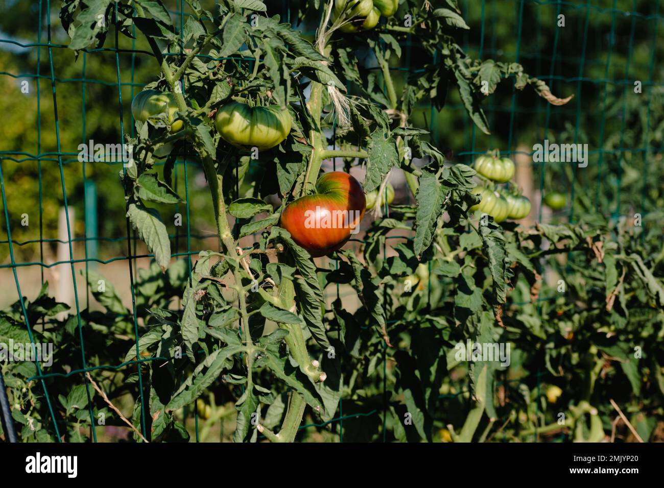 Ox heart tomatoes in an ecological garden with mulching and ...