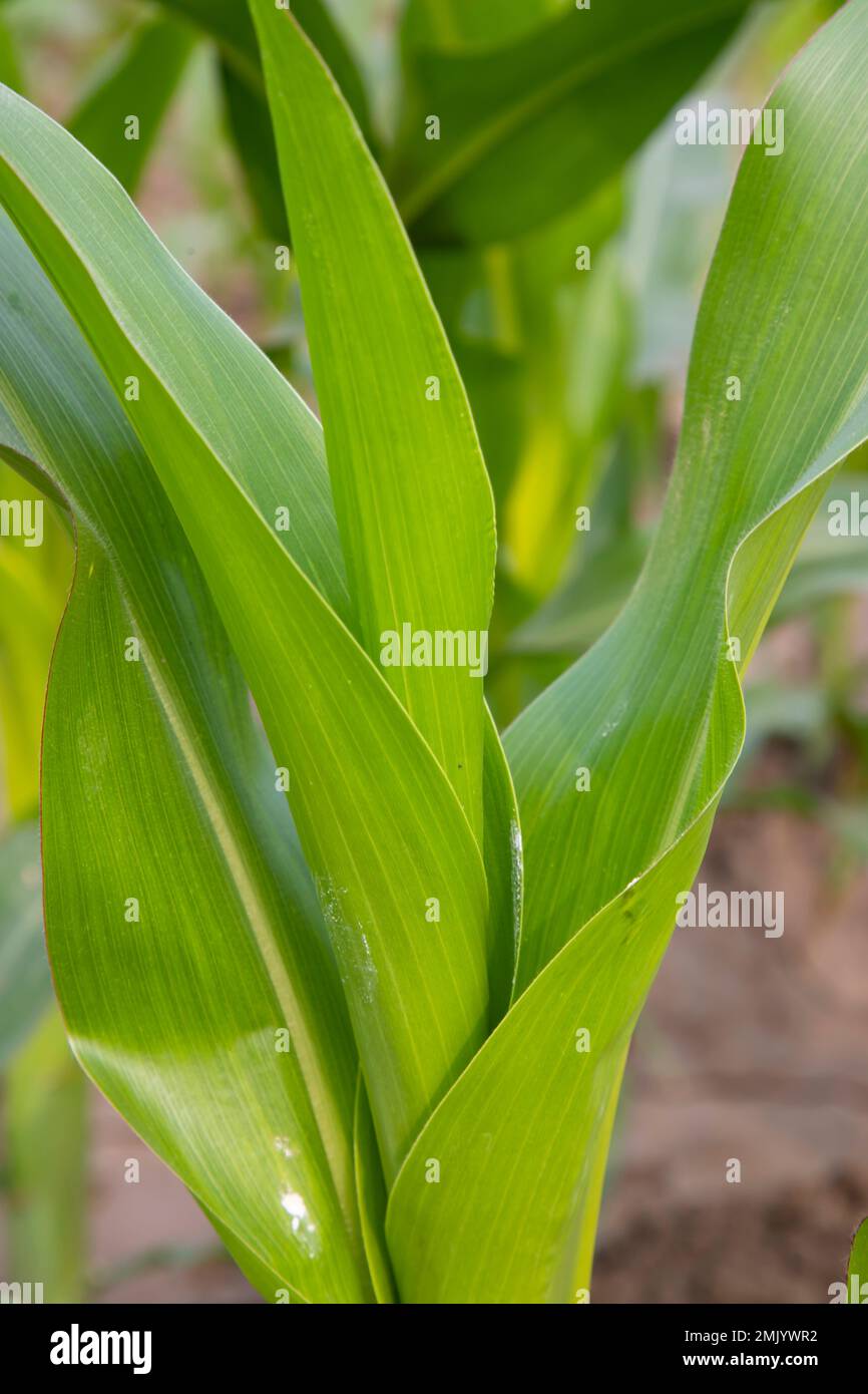 Corn tree hi-res stock photography and images - Alamy