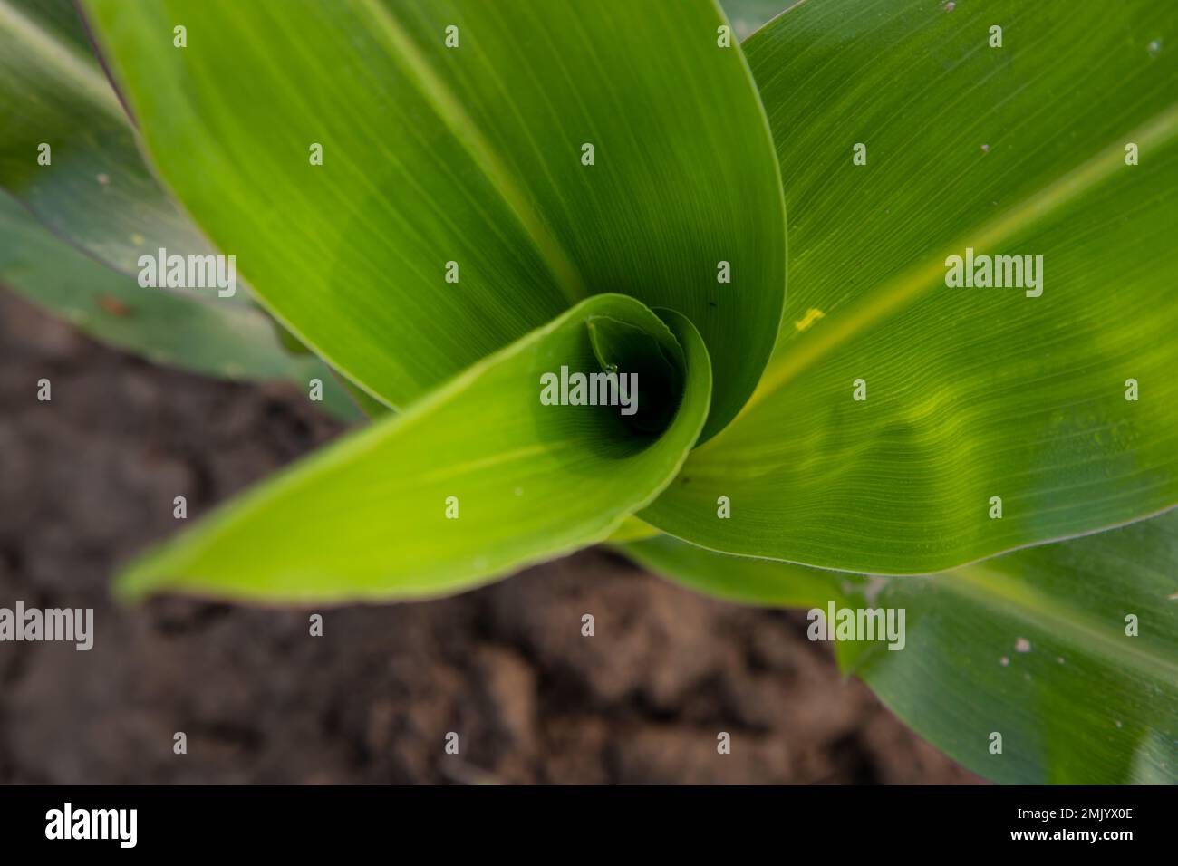 Green Young Corn Tree Close-up focus in the agriculture field Stock ...
